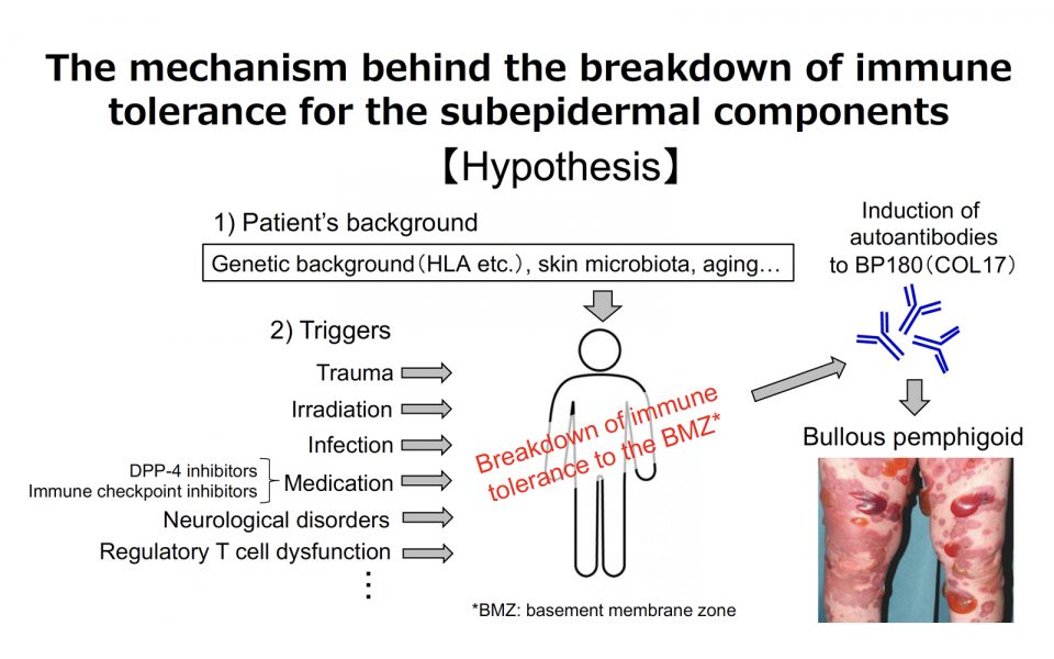 Skin Immunology Team (Ujiie)